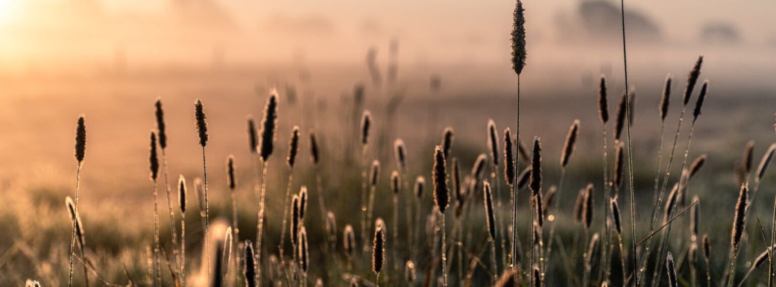 MER en MER-screening - Emelia